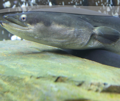 Ouverture de la pêche de l'anguille jaune - Fédération de pêche 44